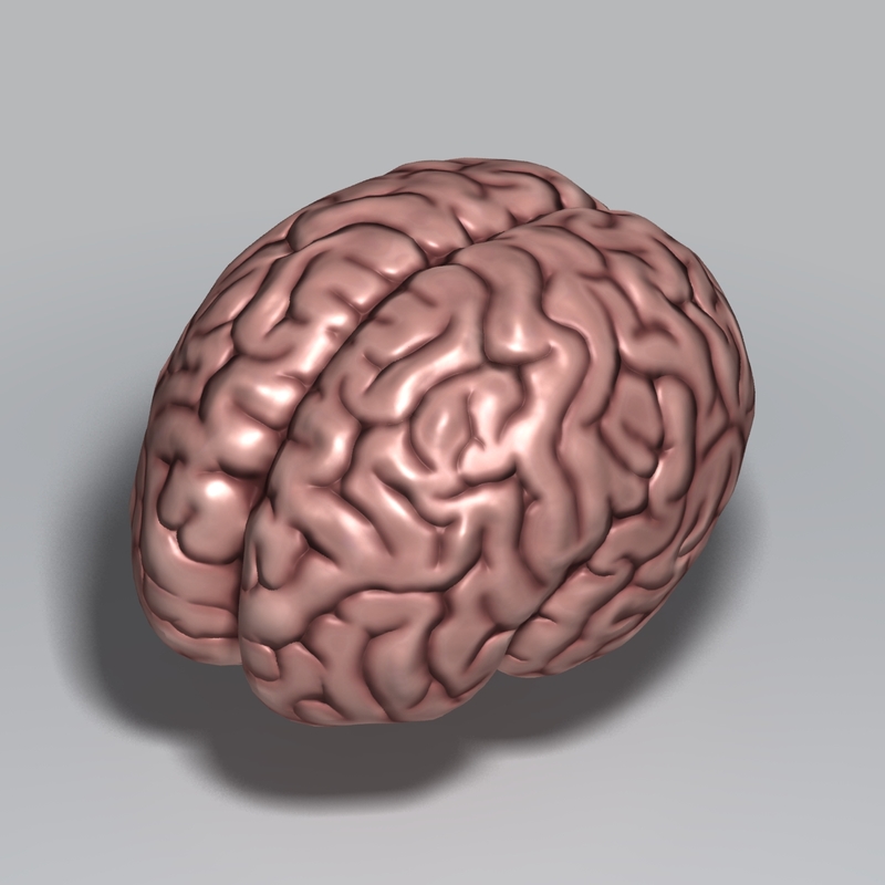 3ds max human brain