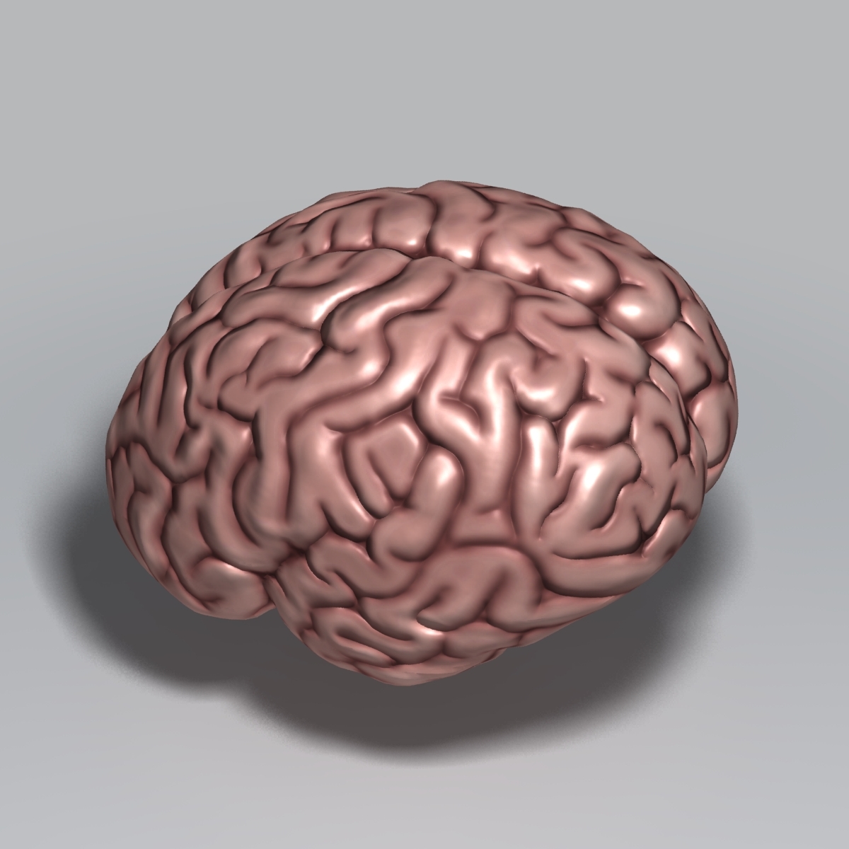 3ds max human brain