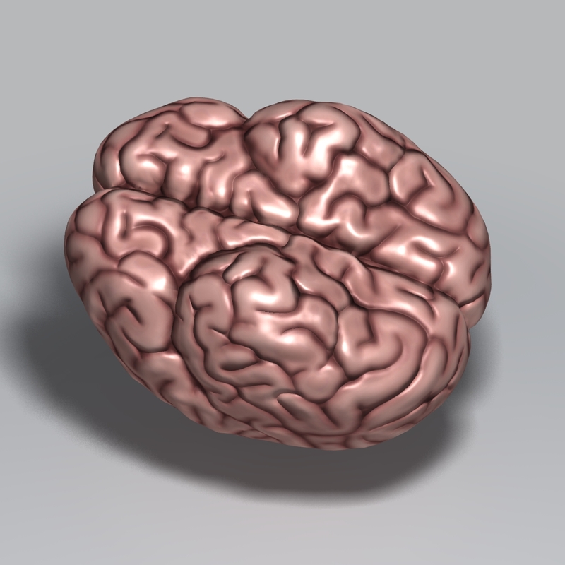3ds max human brain