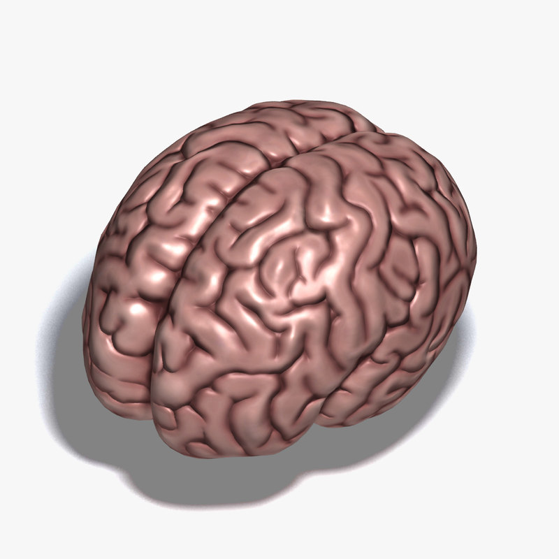3ds max human brain