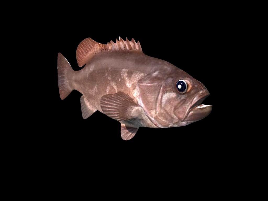 bass grouper 3d 3ds