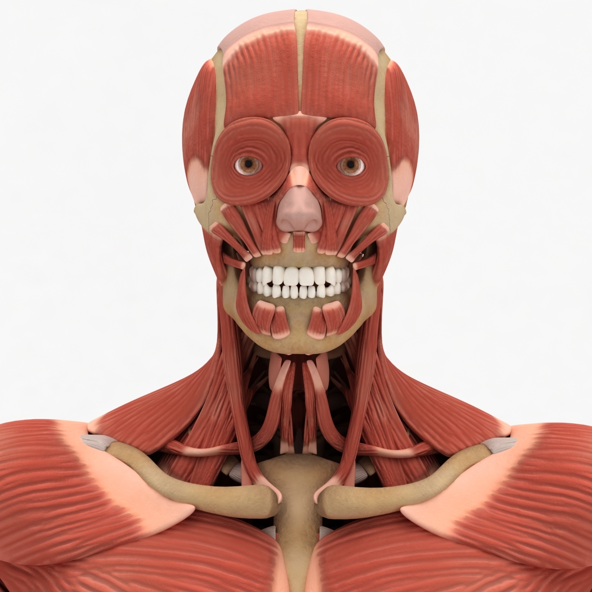 dugm01 human muscular skeleton 3d model