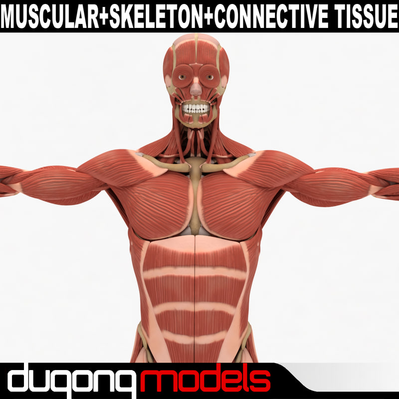 dugm01 human muscular skeleton 3d model
