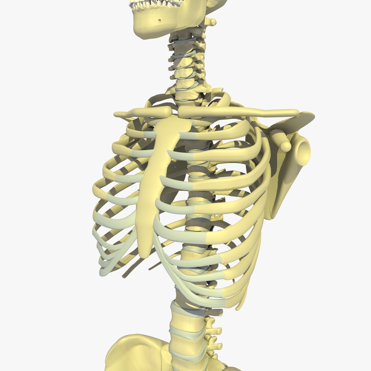 3d model thoracic anatomy skull human male