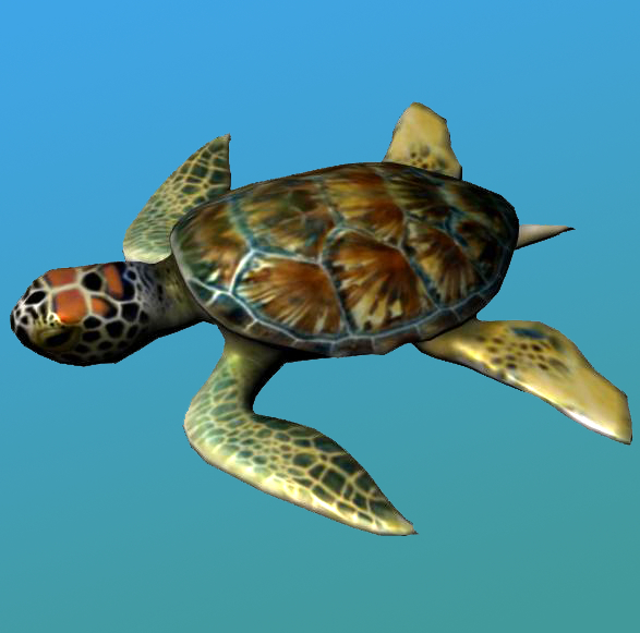 Sea Turtle 3D Models for Download | TurboSquid