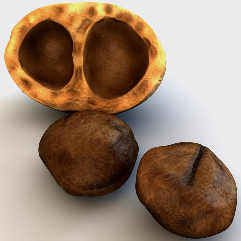 mongongo nut 2 3d max