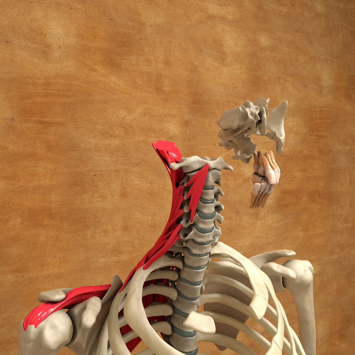 3ds max human face neck muscles