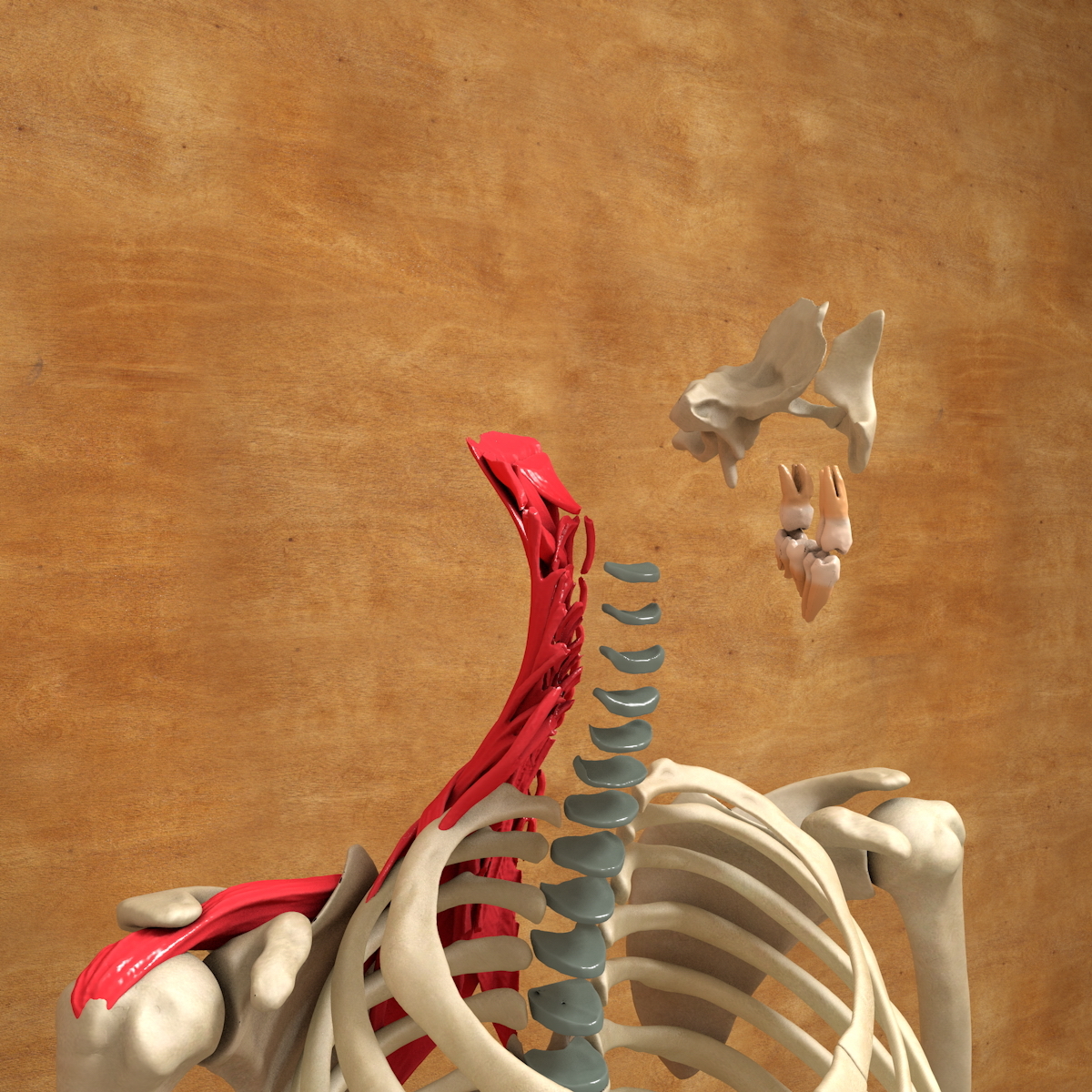 3ds max human face neck muscles