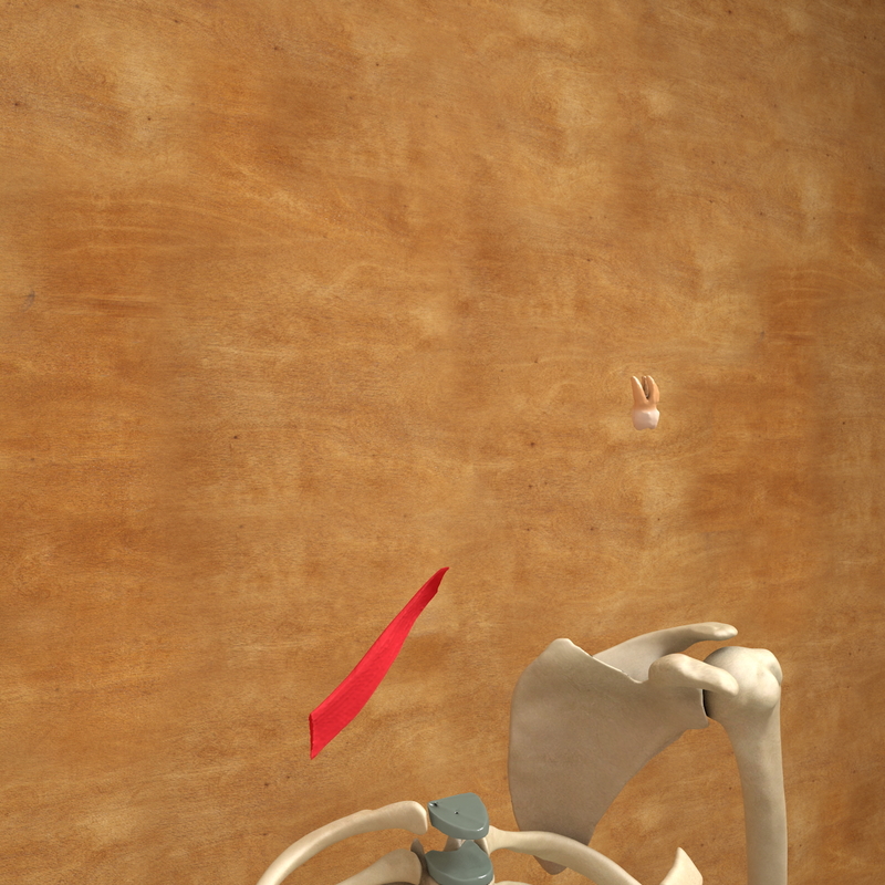 3ds max human face neck muscles