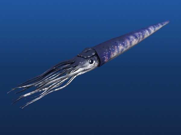 Giant Squid 3D Models for Download | TurboSquid
