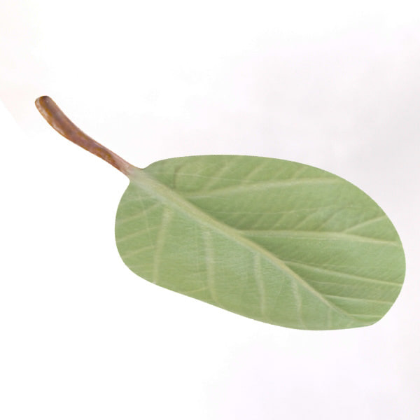 3d model leaf