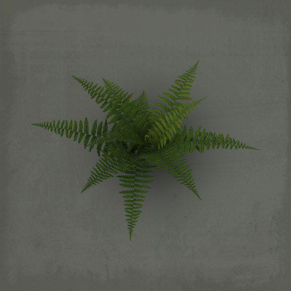 3d fern model