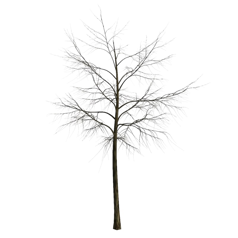 tree 1 branches 3d max