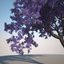 3d model jacaranda tree forest