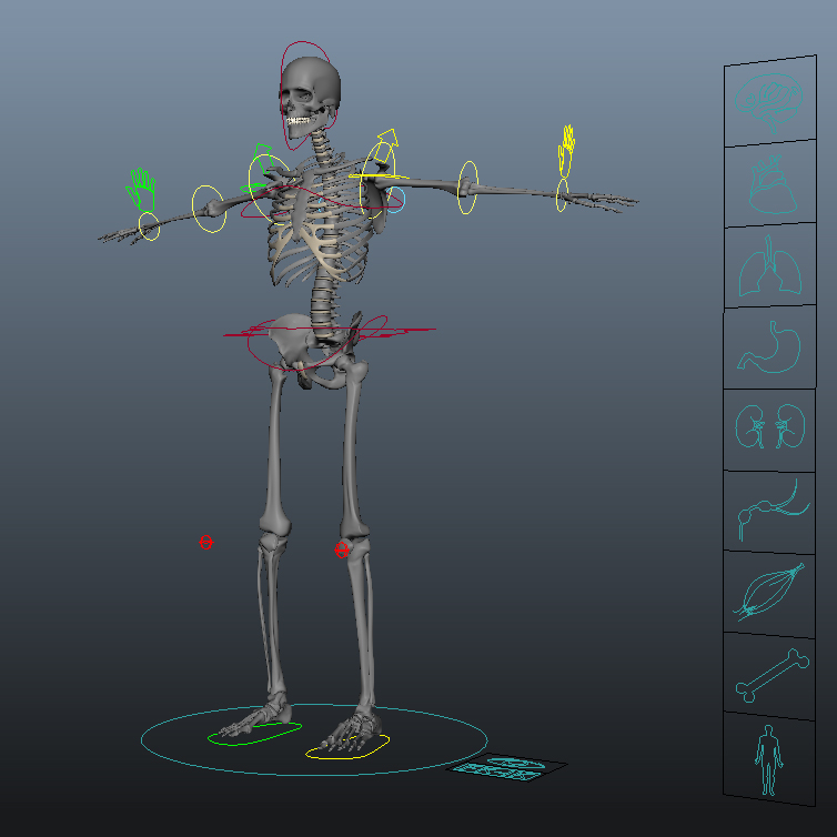 rigged complete male anatomy 3d model