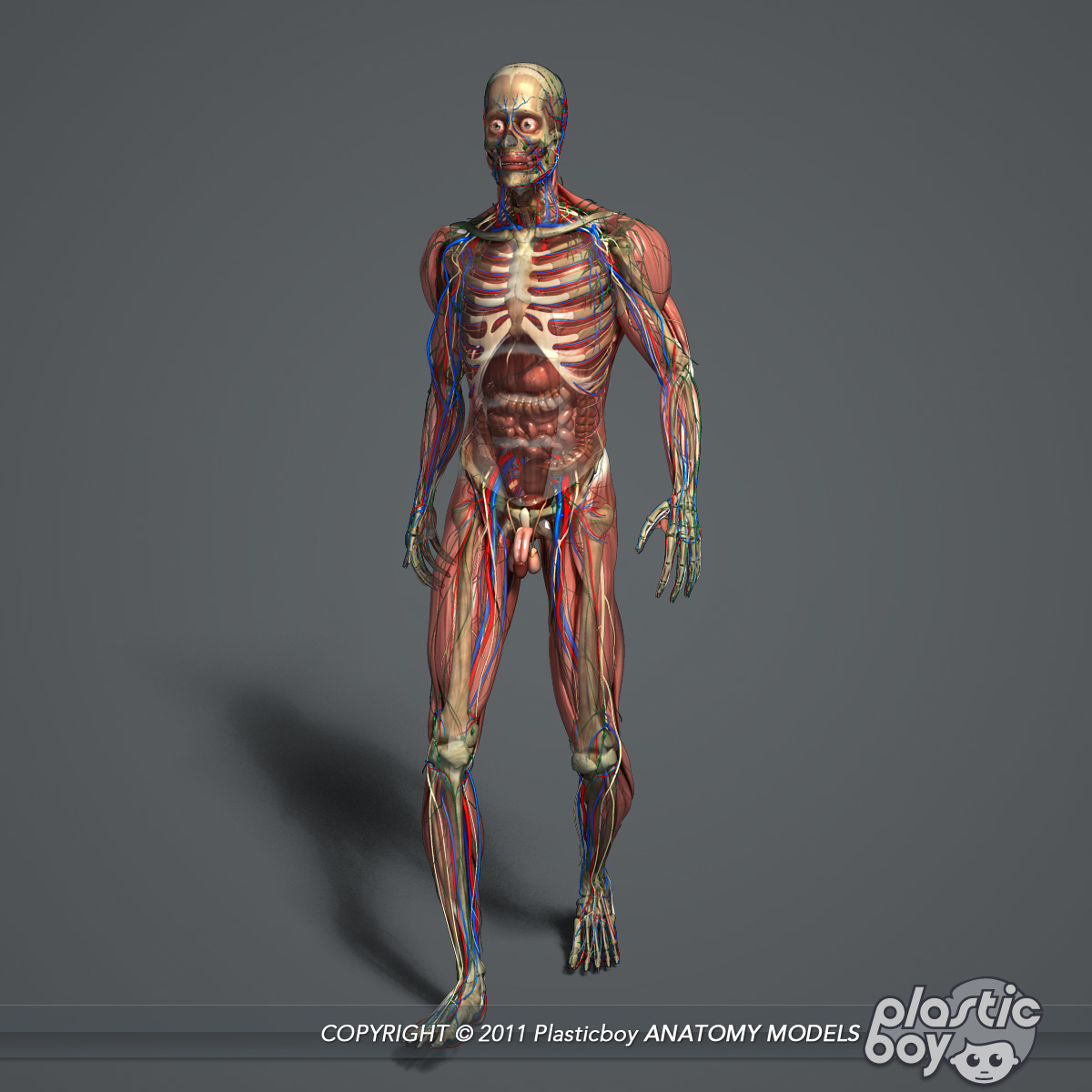rigged complete male anatomy 3d model