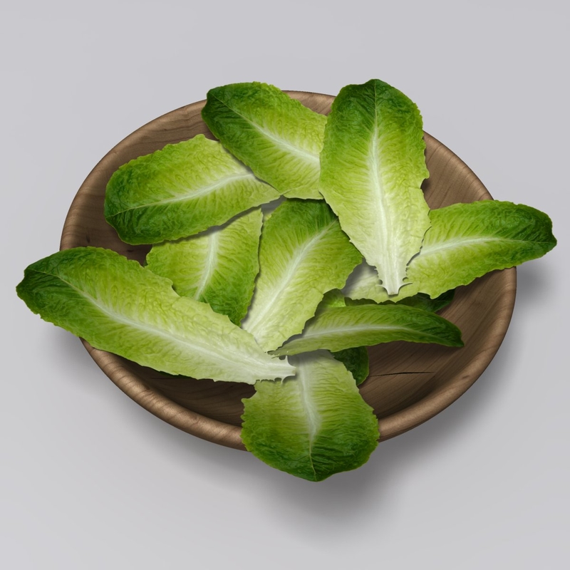 realistic lettuce leaf 3d max