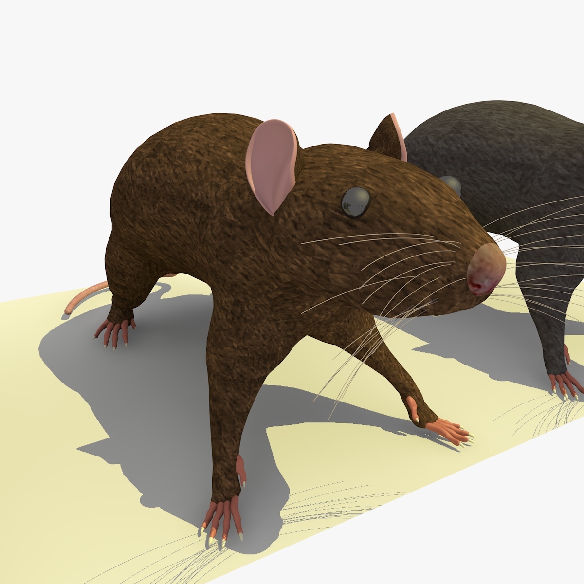3d model of 3 rats animations