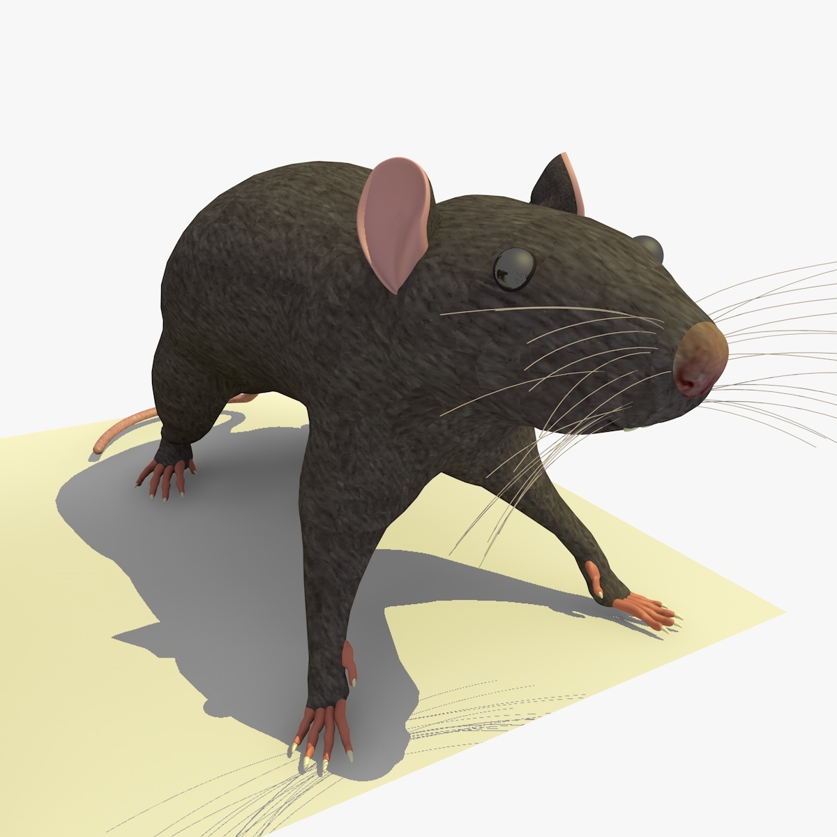3d model of 3 rats animations