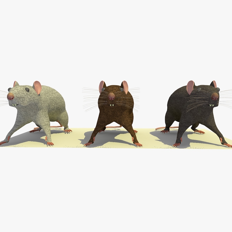 3d model of 3 rats animations