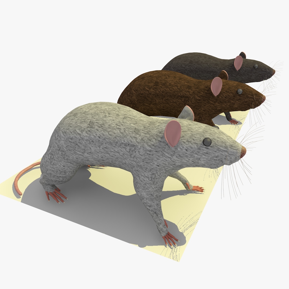 3d model of 3 rats animations