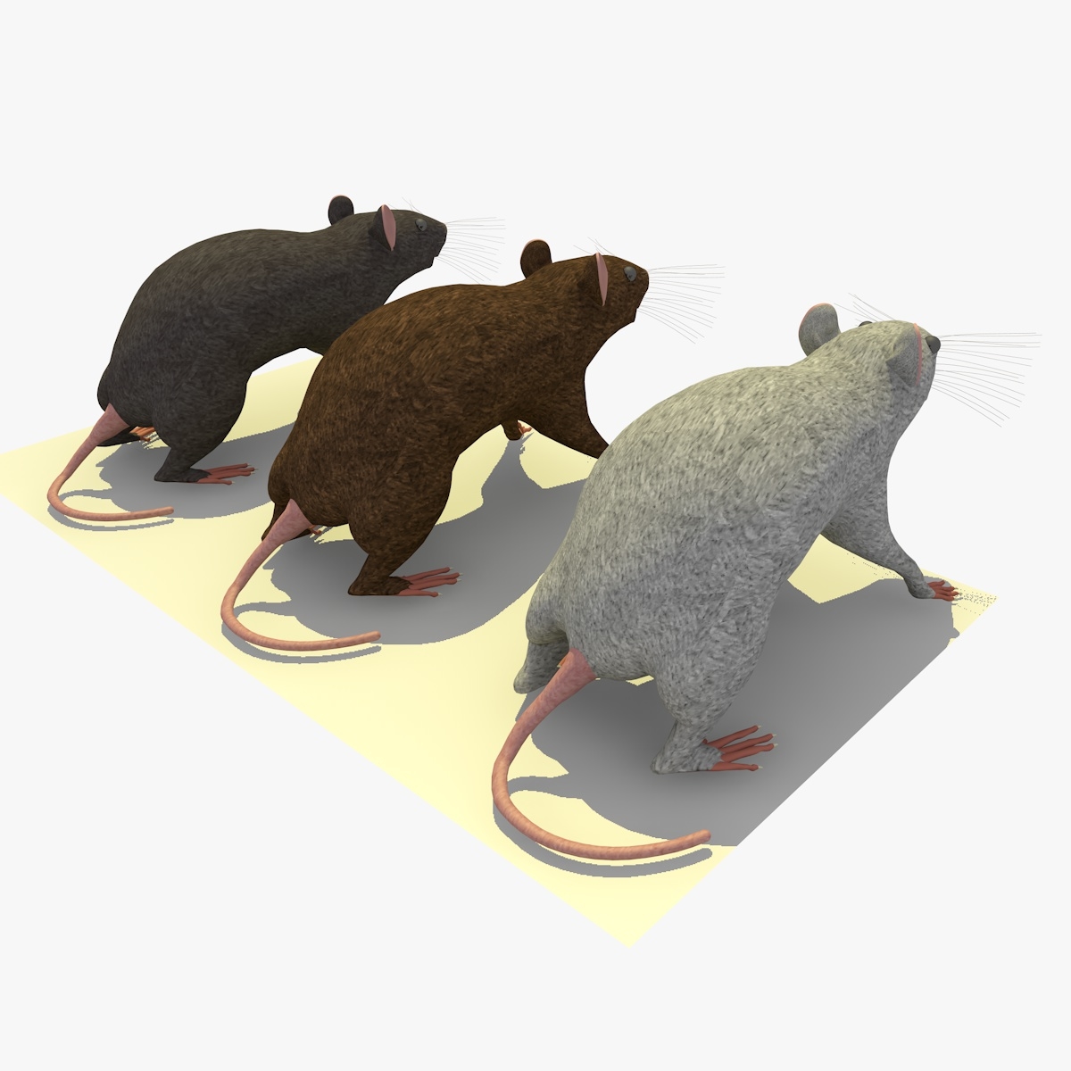 3d model of 3 rats animations