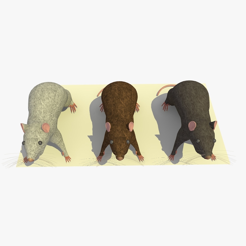 3d model of 3 rats animations