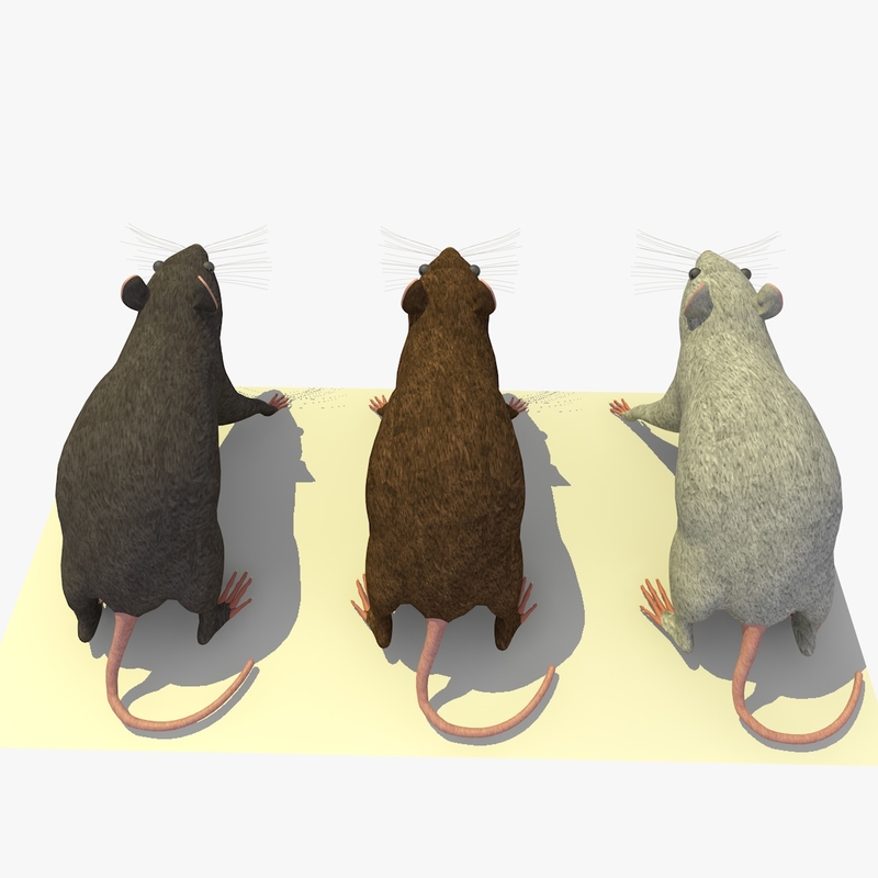 3d model of 3 rats animations