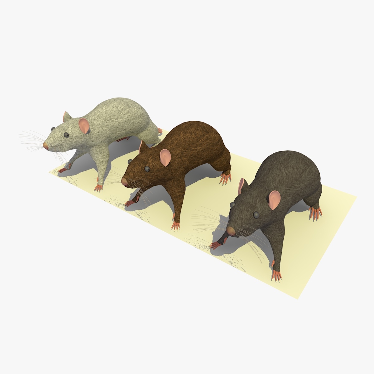 3d model of 3 rats animations