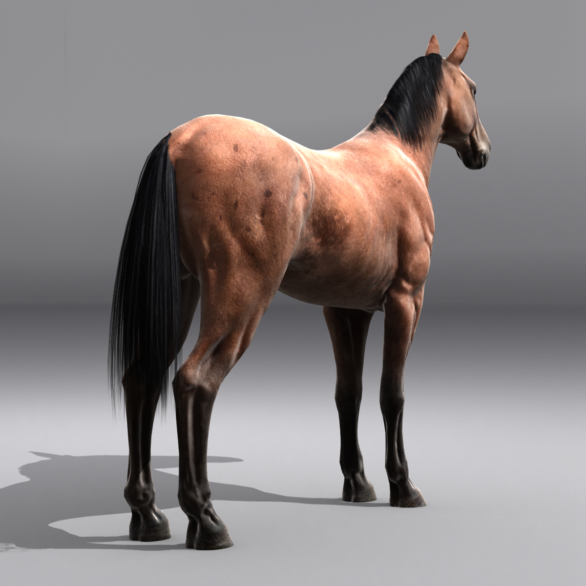 3d model american horse