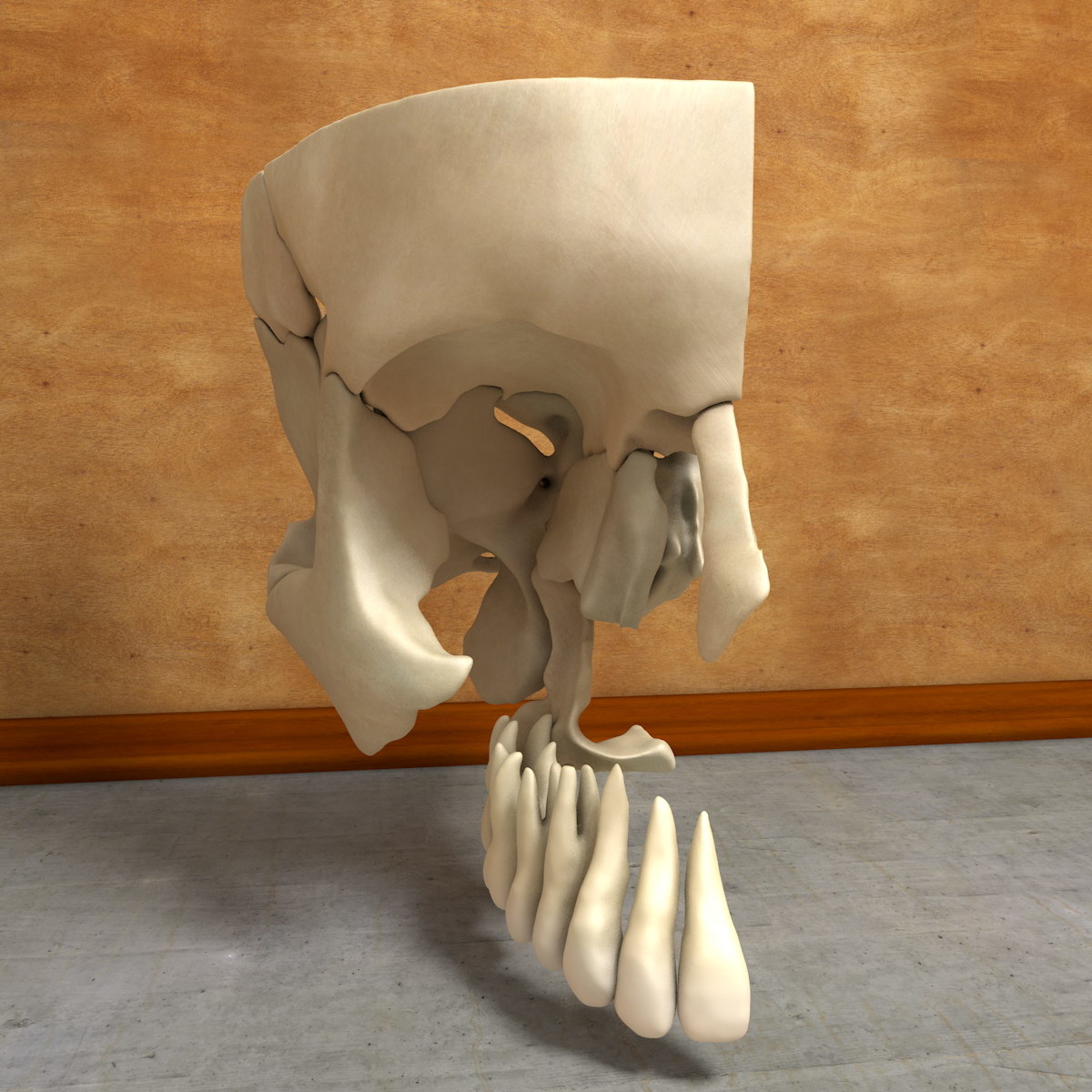 human skull 3d model