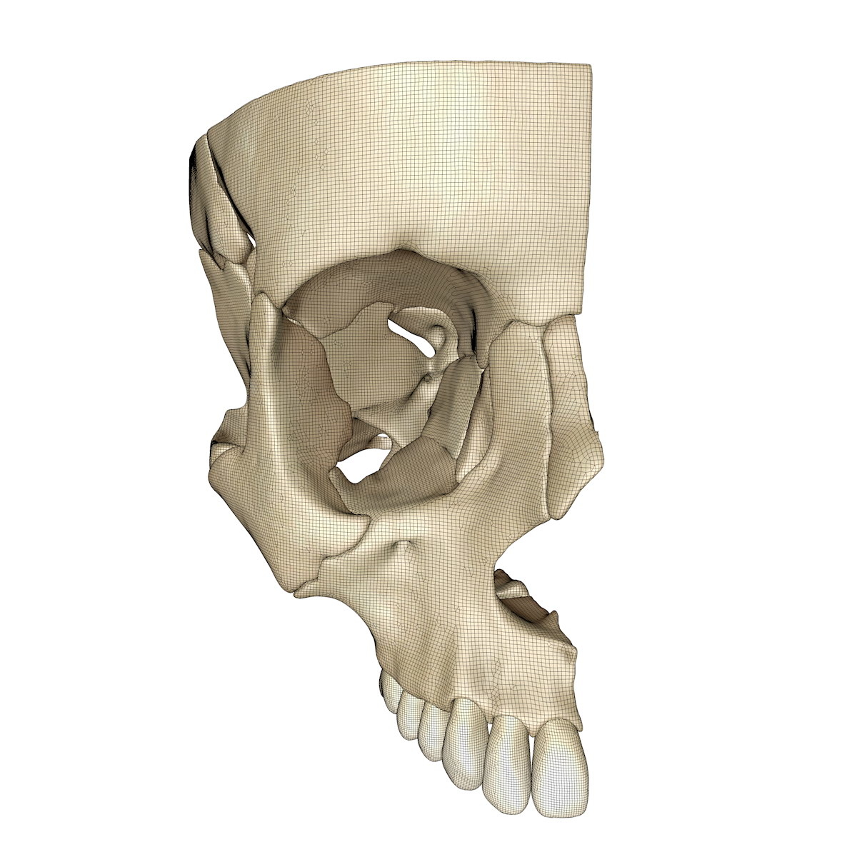 human skull 3d model
