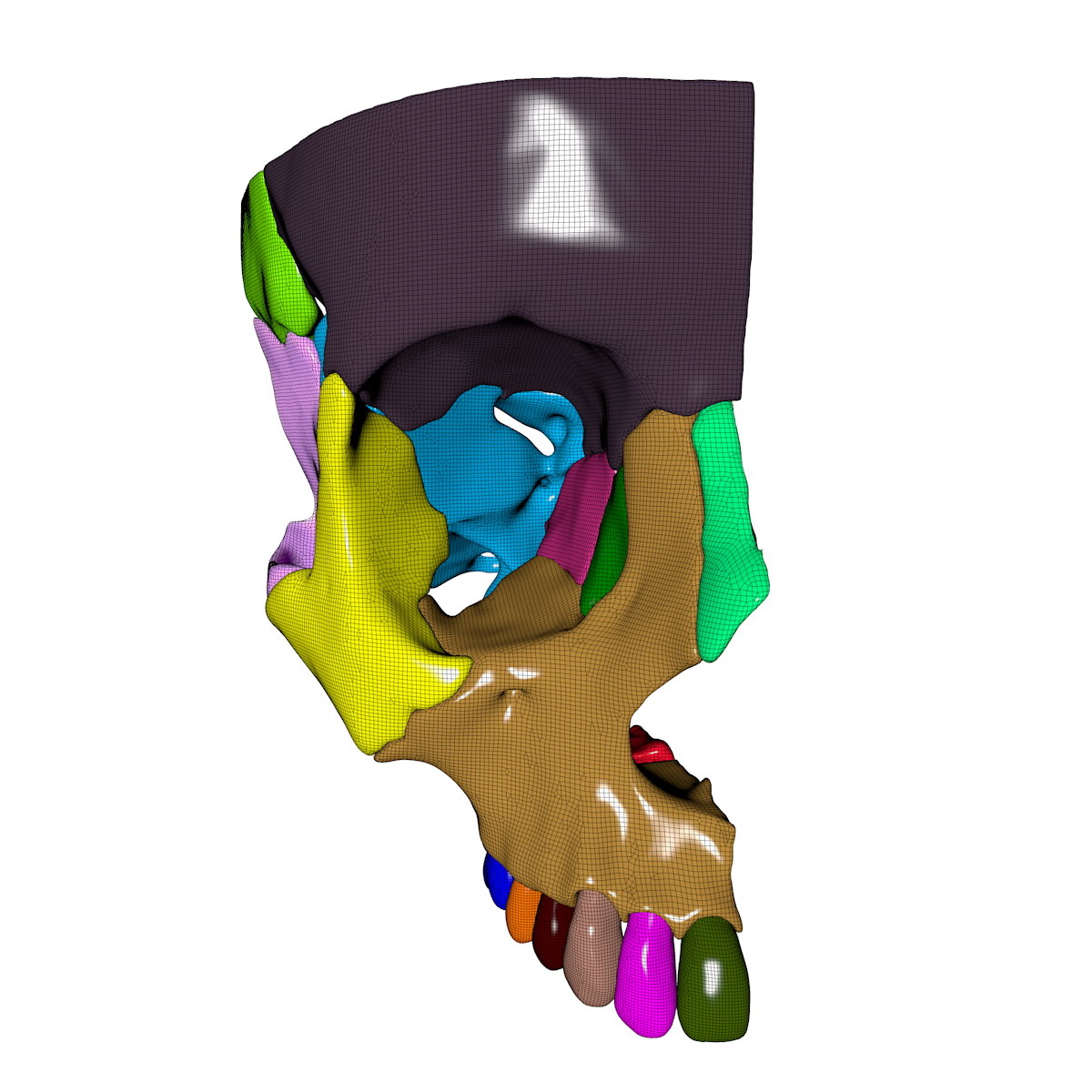 human skull 3d model