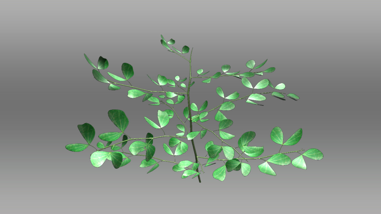 3d model of bifoliate
