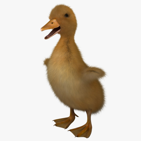 Duck 3D Models for Download | TurboSquid