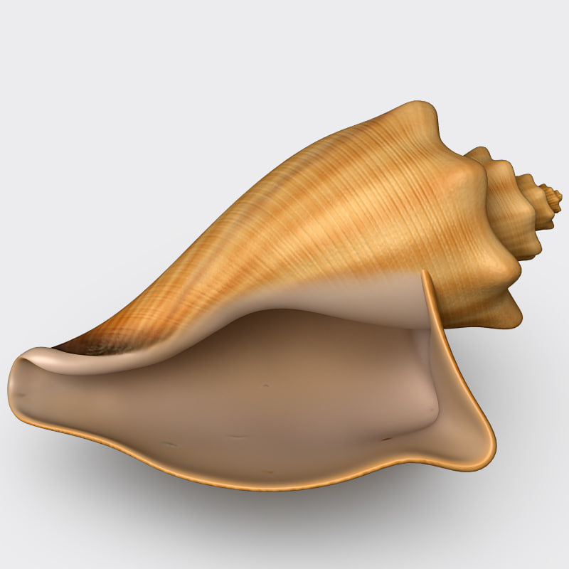 volema cochlidium seashell 3d max