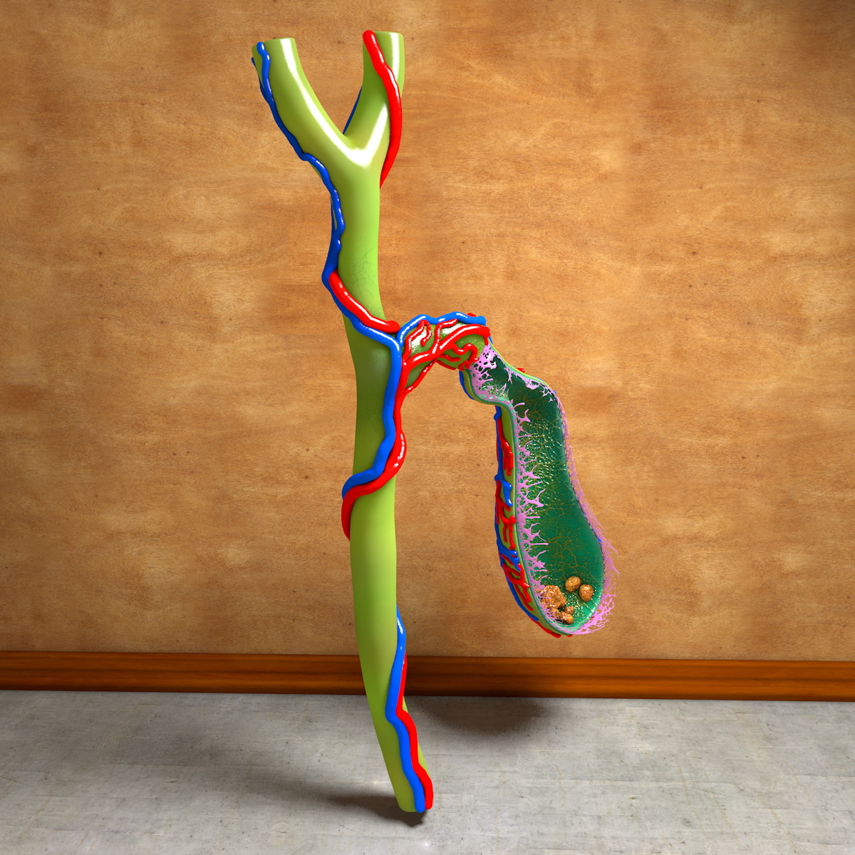 human gall bladder obj