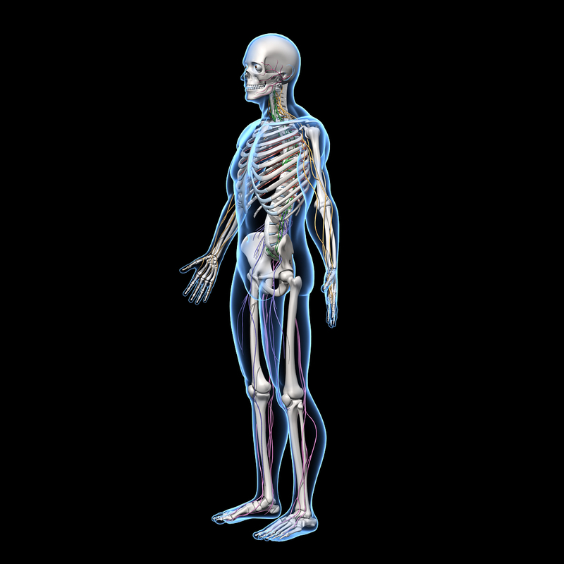 3d human skeletal nervous systems