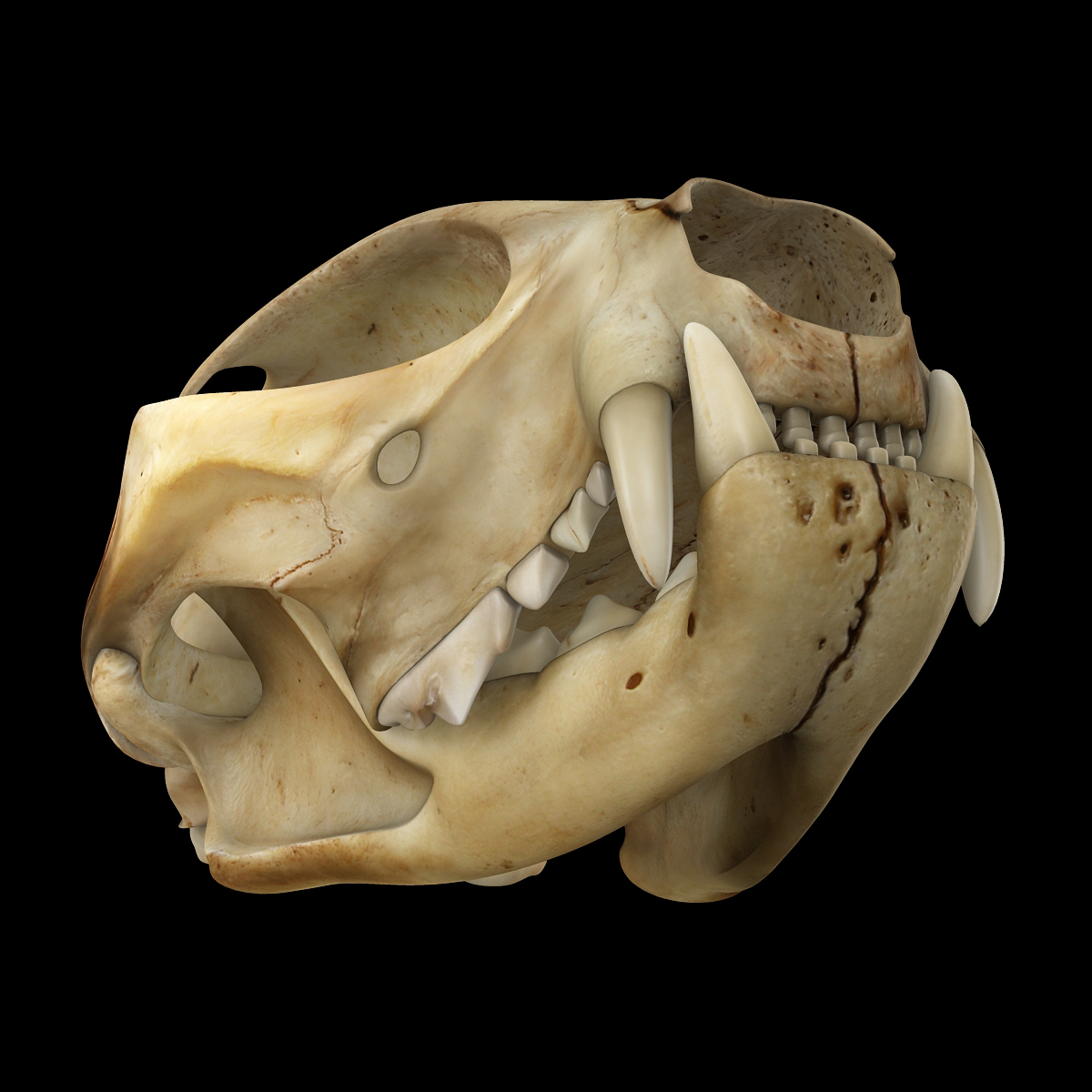3d model cat skull