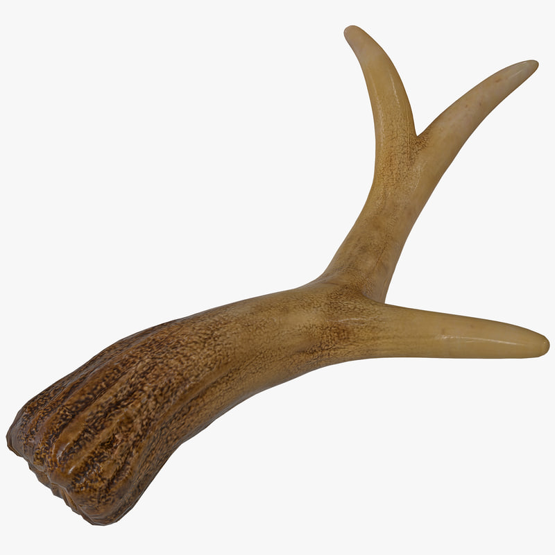 deer antler 3d x