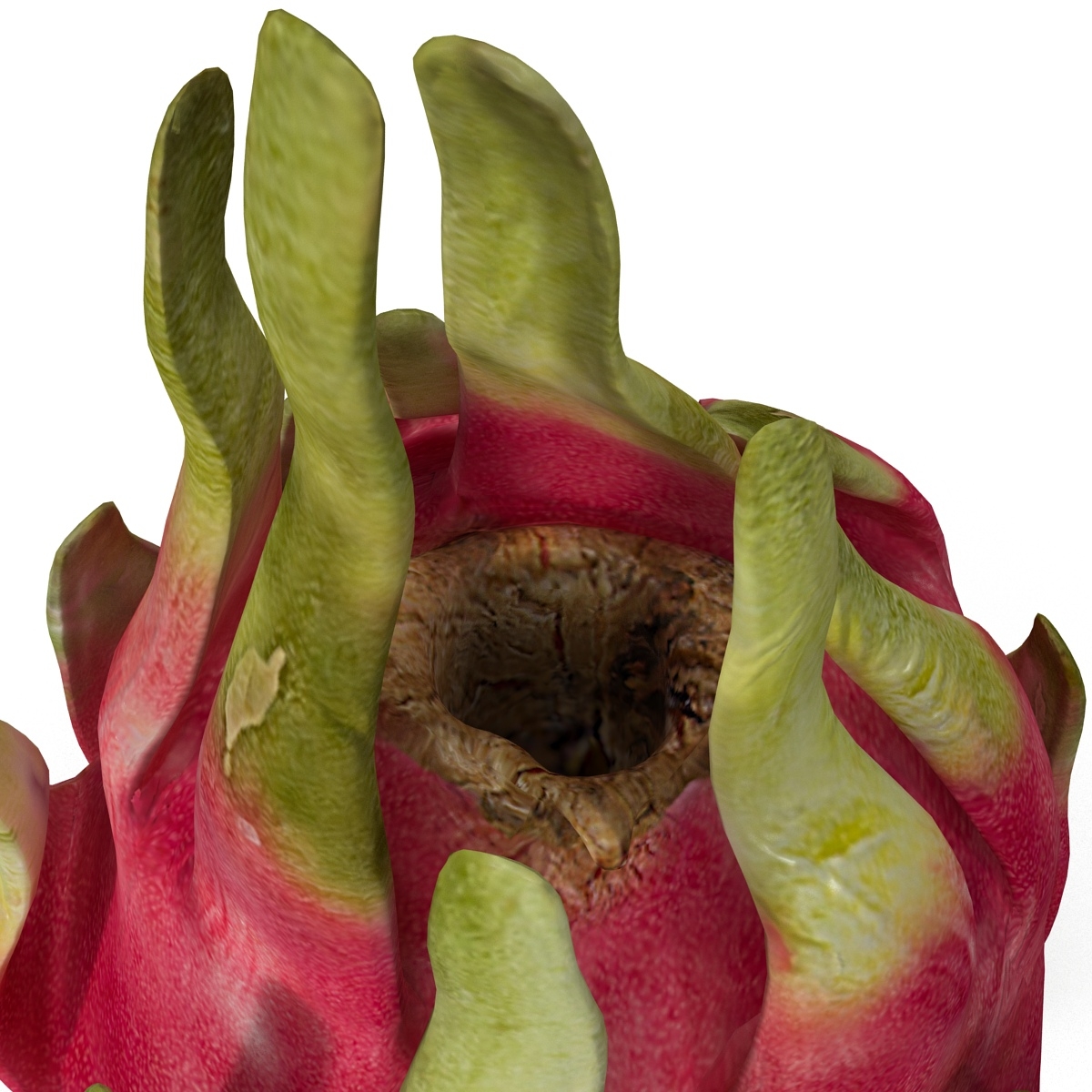 3d dragonfruit fruit model