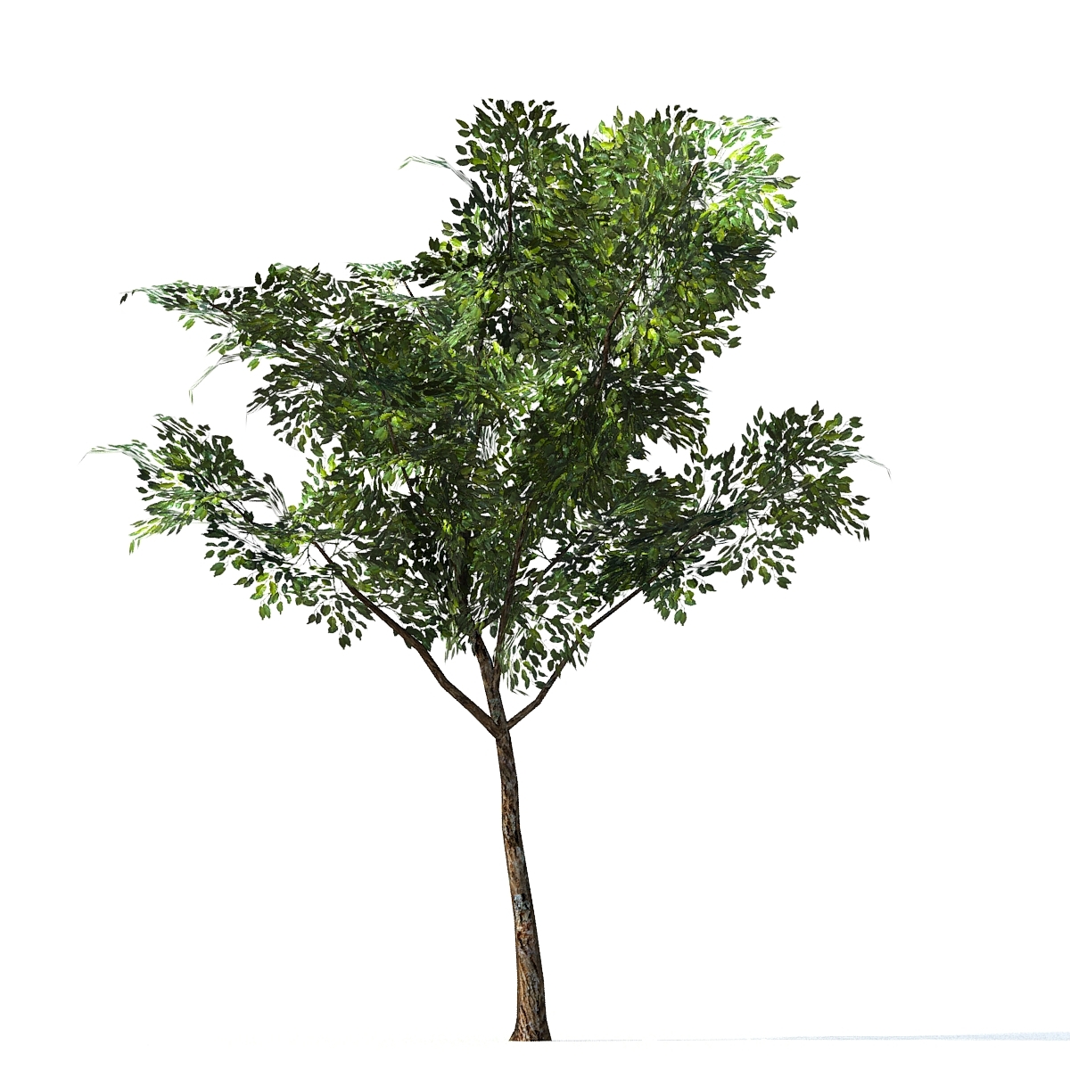 3d model ficus tree