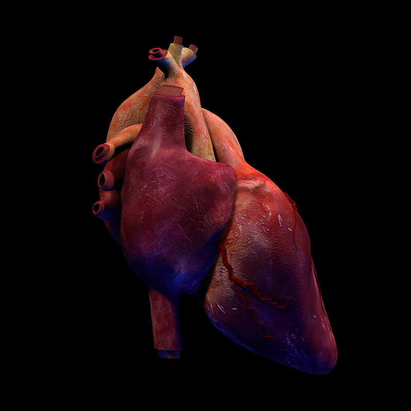 3d human heart animation