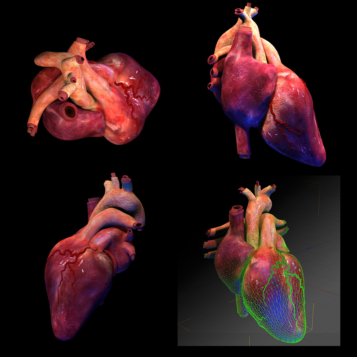 3d human heart animation