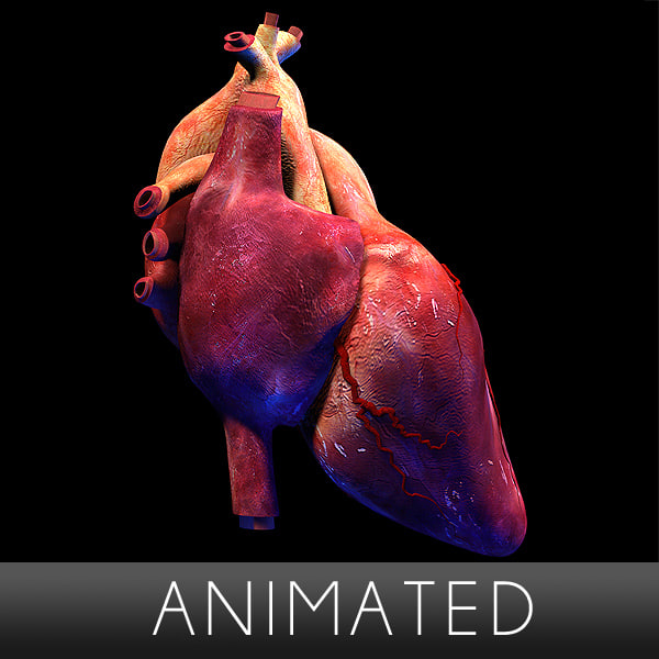 3d human heart animation