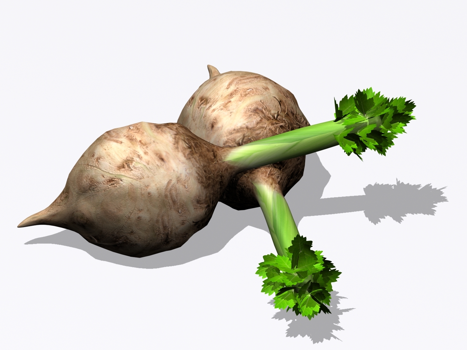 3d model of celery