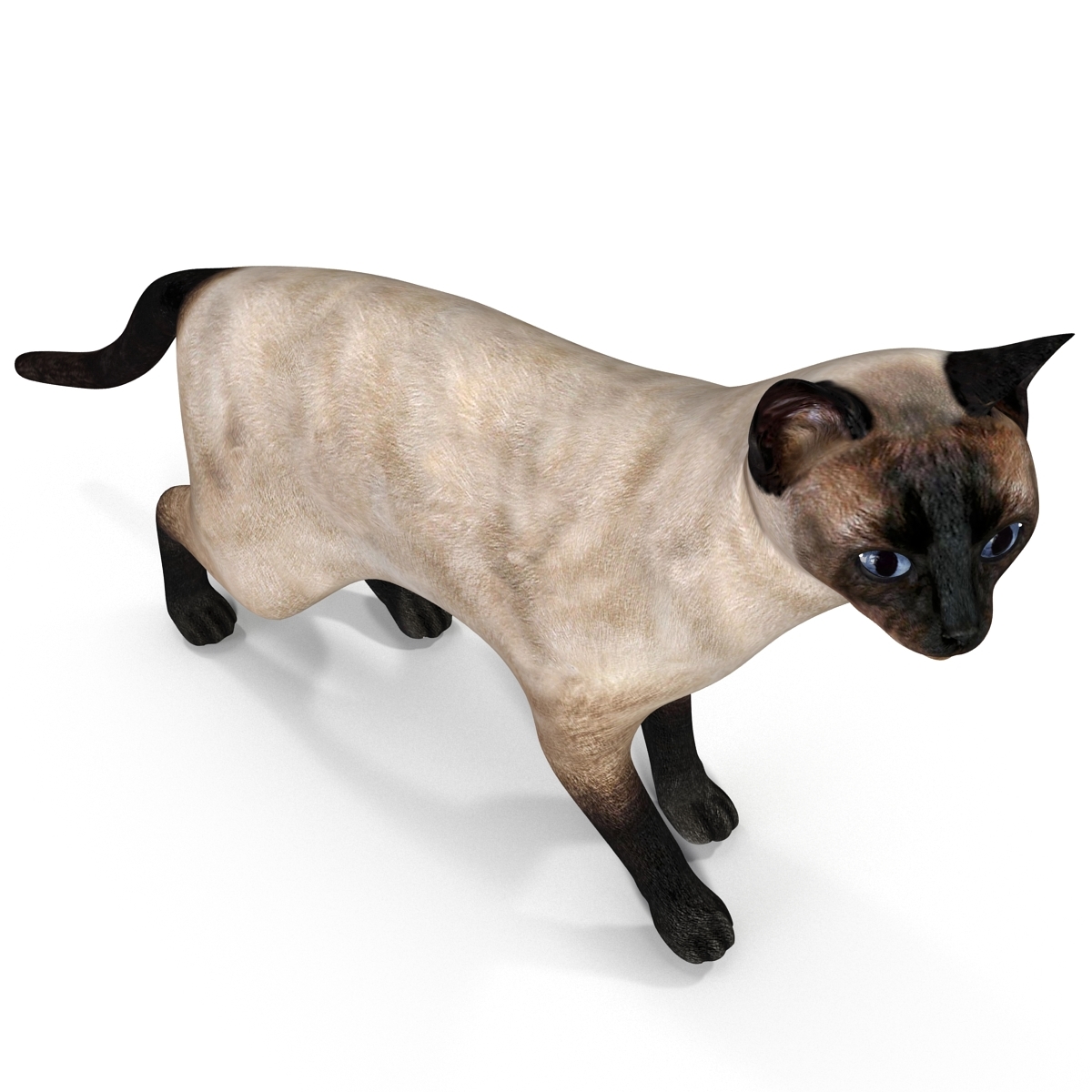 3d siamese cat pose 3 model