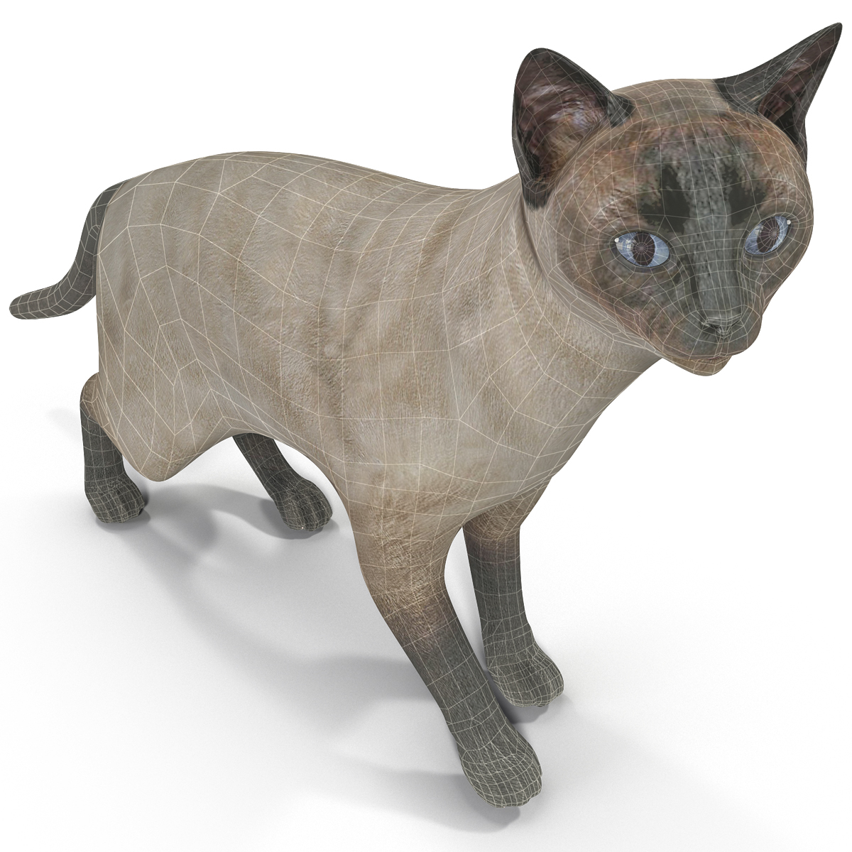 3d siamese cat pose 3 model