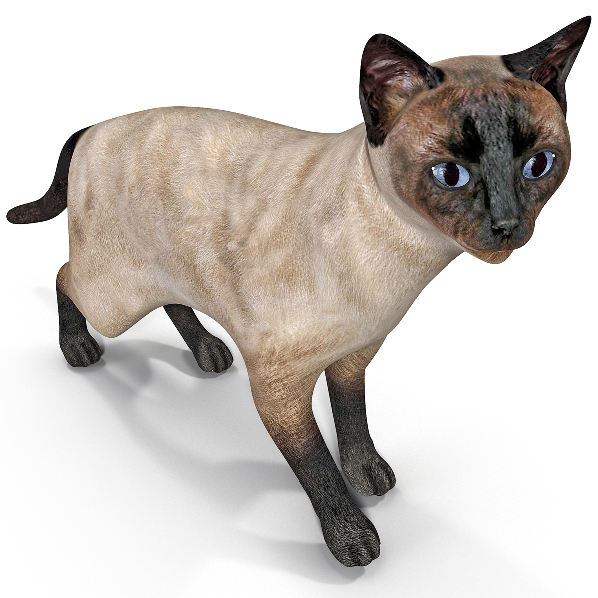 3d siamese cat pose 3 model