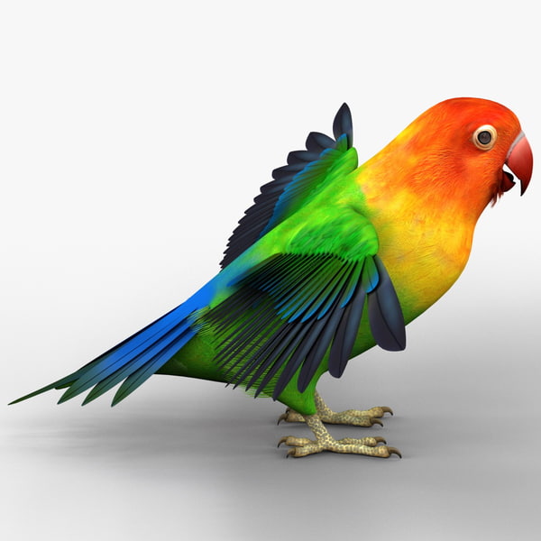tropical bird 3d c4d